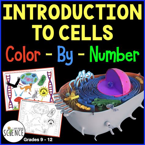 Amy Brown Science Insects A Dichotomous Classification Key Activity