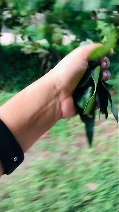 සිගිති ආතල් ගන්න මං 😜 Youtube