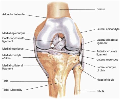 Phalanx Dislocation Teachme Orthopedics
