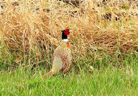 Pheasant Nesting And Habitat Conditions Rural Messenger