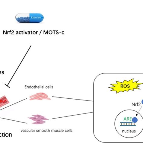Exercise And Exercise Mimetics Restore Vascular Function By Improving