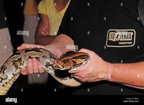 Burmese Python Indian Python Python Molurus Python Molurus Molurus