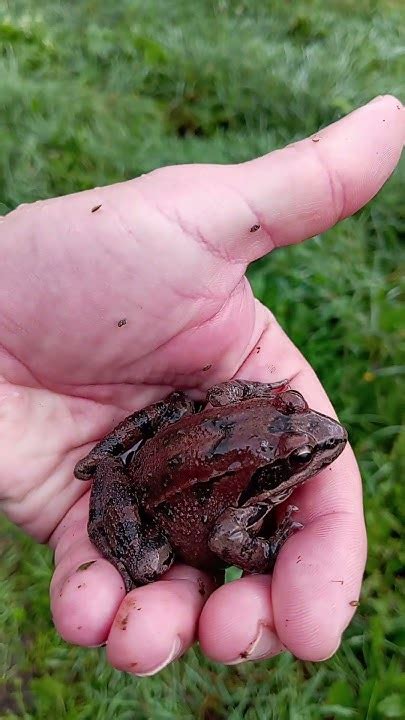 Rana Macrocnemis მცირეაზიური ბაყაყი Frog Shorts Nature Youtube