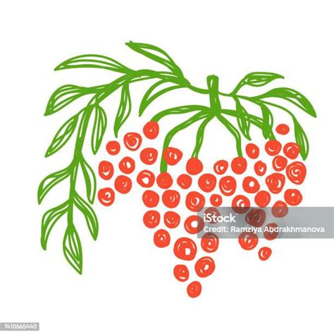 로완 또는 비버넘 과일 손으로 그린 벡터 일러스트레이션 펜 또는 마커 낙서 스케치 레드 베리 0명에 대한 스톡 벡터 아트 및