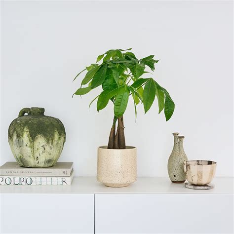 Speckled Pot Unique Indoor Plant Pot Patch