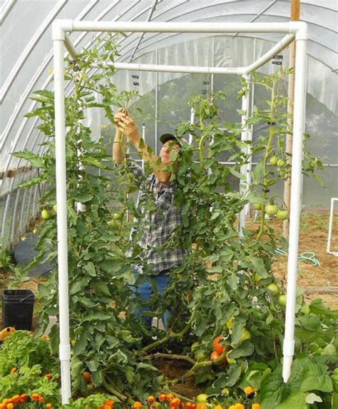 Cucumber Trellis Using Pvc Pipe Garden Plant Cucumber Trellis Using Pvc Pipe Garden Plant