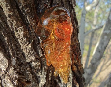 Why Is My Tree Leaking Sap Arbor Wise Tree Services
