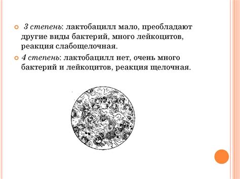 Анатомия женских половых органов 1 презентация онлайн