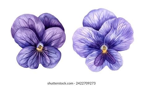 Watercolor Violet Flower Illustration Clipart Isolated Stock Illustration Shutterstock