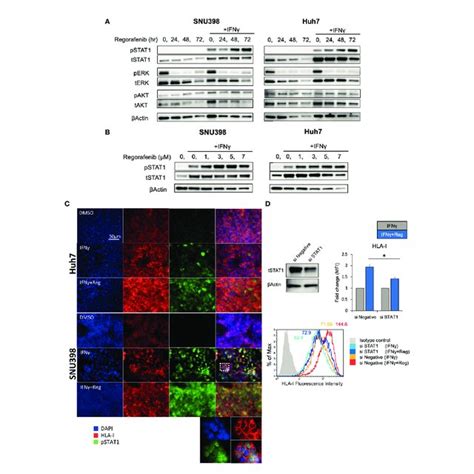 Activation Of Ifng Stat1 Signaling Is Responsible For Download