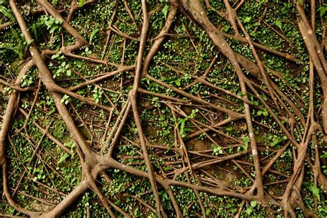 How Can Trees Help To Prevent Soil Erosion Trees Unlimited