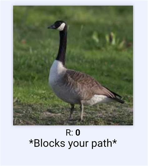Canada Goose Blocks Your Path Blocks Your Path Know Your Meme