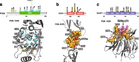 Examples Of Mutational 3d Clusters In Tumor Suppressor Genes A