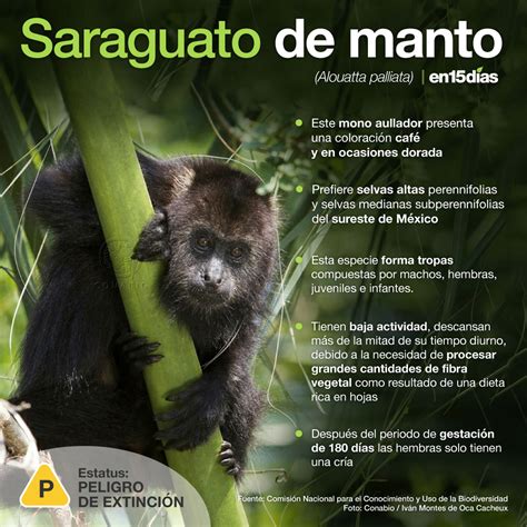 Saraguato De Manto Alouatta Palliata