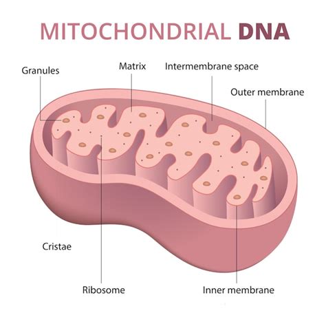 Premium Vector Illustration Of Mitochondrial Dna Anatomy Diagram