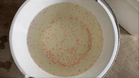 Figure 5 From Aiot Based Shrimp Larvae Counting System Using Scaled