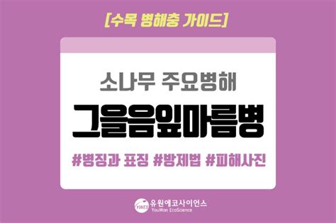 수목 병해충 가이드 소나무 주요병해그을음잎마름병병징 방제법 피해사진 네이버 블로그