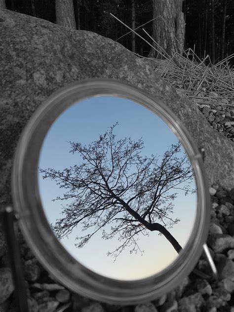 Mirror Tree Reflection Free Photo On Pixabay