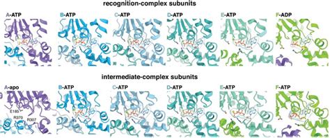 Figures And Data In Structural Basis Of Clpxp Recognition And Unfolding Of Ssra Tagged