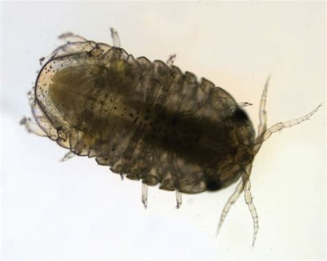 Is23 Marine Isopod Okinawa Institute Of Science And Technology Oist