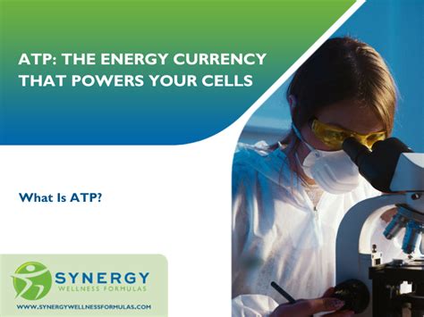 Atp The Energy Currency That Powers Your Cells Synergy Wellness Formulas