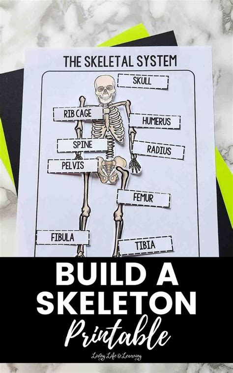 Build A Skeleton Printable Human Body Science Projects Human Body
