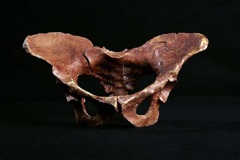 Australopithecus Afarensis Tools