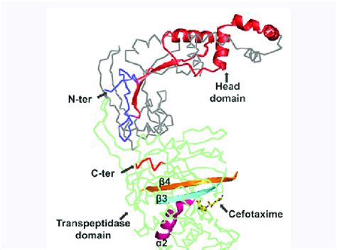 Crystal Structure Of Penicillin Binding Protein 3 Pbp3 Of Download Scientific Diagram