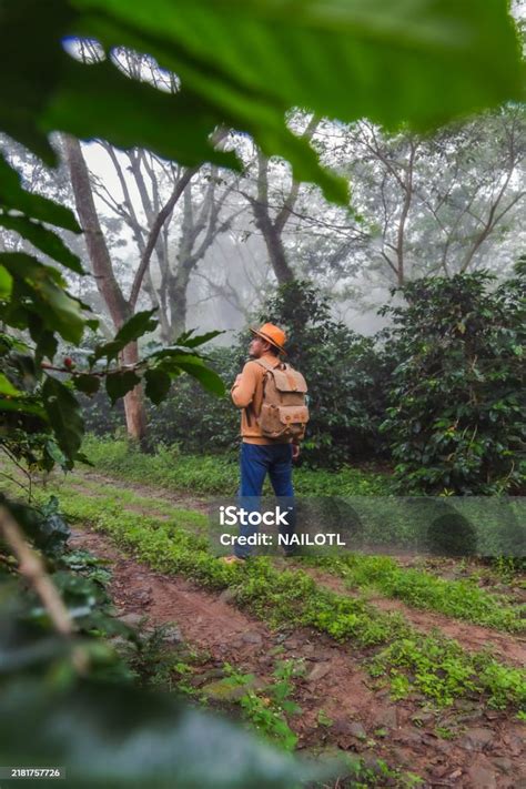 멕시코 커피 농장 사이에서 모자를 쓴 남자 배낭을 메고 공기 중에 떠다니는 커피의 중독성 있는 향기 멕시코의 커피 농장에서 펼쳐지는 진정한 모험 35 39세에 대한 스톡