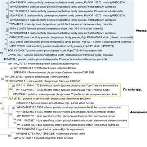Phylogenetic Tree Depicting The Relationships Between Pdp And Pdd Download Scientific Diagram