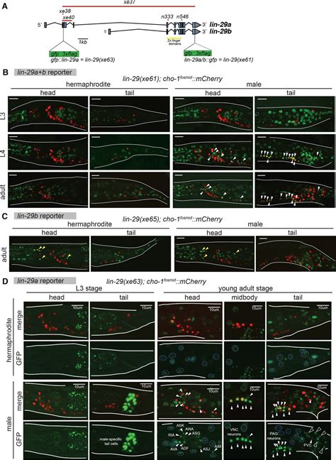 Figures And Data In Timing Mechanism Of Sexually Dimorphic Nervous System Differentiation ELife