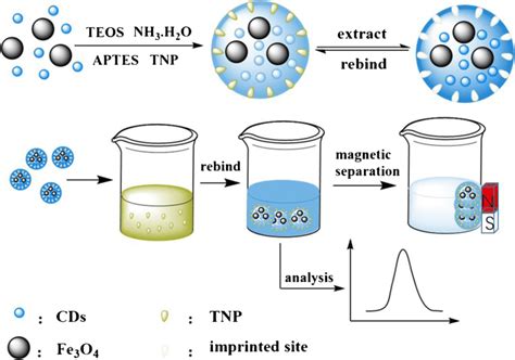 Synthesis And Magnetic Separation Of Cd Fe3o4 Mips Download Scientific Diagram