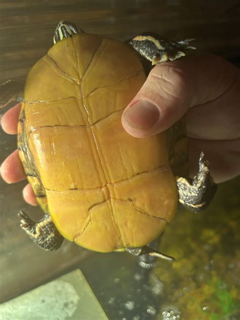 help determining sex of these turtles please r turtle