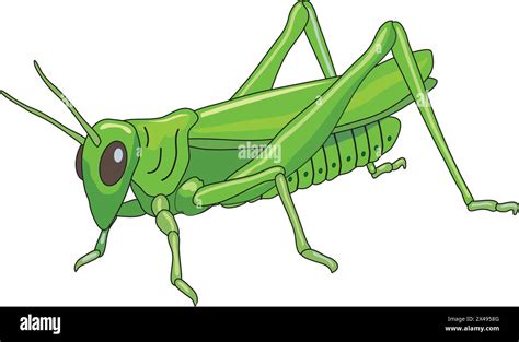 Cute Grasshopper Sitting Quietly Stock Vector Image And Art Alamy