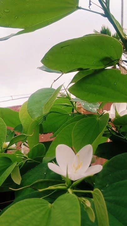 গাছের আগায় কাঞ্চন ফুল Viralshorts Nature Youtubeshorts