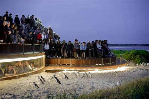 Puffing Billy Phillip Island Dan Lawatan Brighton Beach Dengan Pemindahan Klook Amerika Syarikat