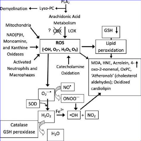 Different Sources Of ROS Generation Leading To Various Lipid Peroxides Download Scientific