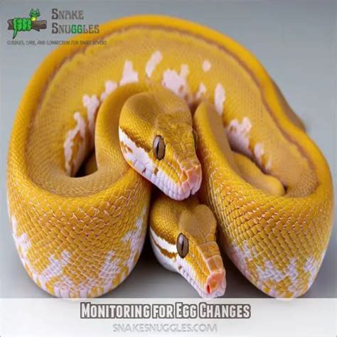 Why Do Ball Python Eggs Look Deflated