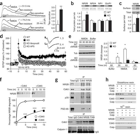 Increased Ifenprodil Sensitive Nmdar Mediated Current And Nr2b Levels Download Scientific