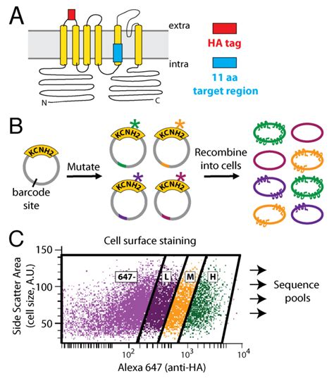Figure S2 Diagram Of Deep Mutational Scan Approach Download Scientific Diagram
