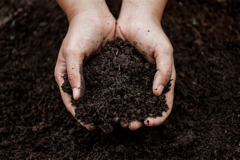 Difference Between Urea Fertilizer And Poultry Manure 43 Off