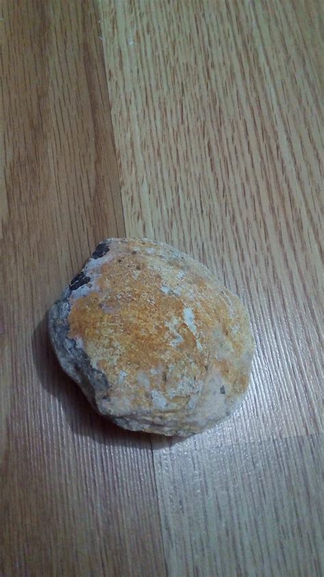 Nummulite Or Bivalve Internal Mold Fossil Id The Fossil Forum