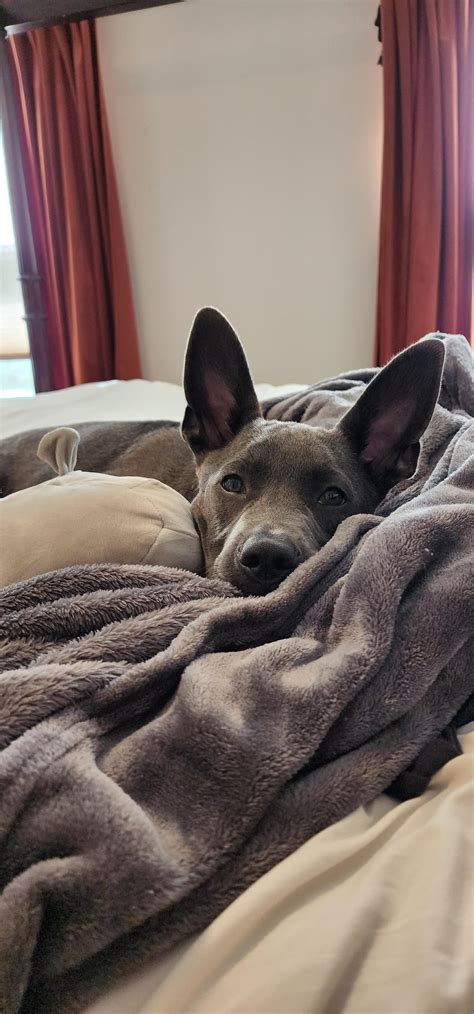 Lazy Louie R Velvethippos