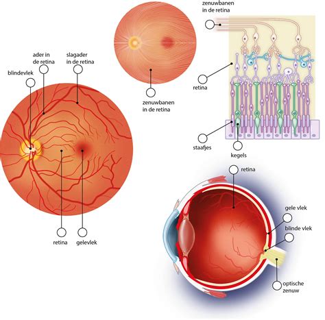 Slagter Drawing Eye Retina And Retinal Nerve Fiber Layer Dutch