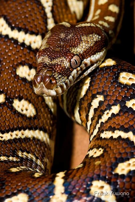 Centralian Carpet Python By Frank Yuwono Redbubble