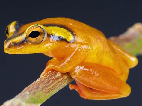 African Reed Frog For Sale Reptiles For Sale