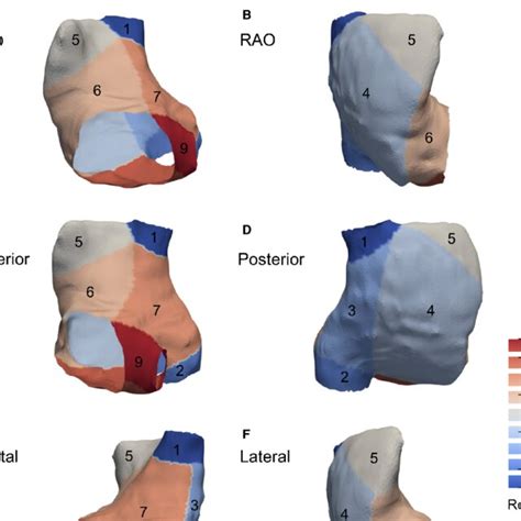 Template Average Of All Right Atria In Patients With Af Right Atrial