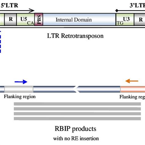 Rbip Retrotransposon Based Insertion Polymorphism Flavell Et Al Download Scientific Diagram