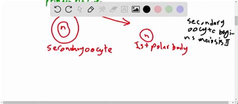 SOLVED Which Is The Correct Order For One Turn Of The Menstrual Cycle A Corpus Luteum Forms