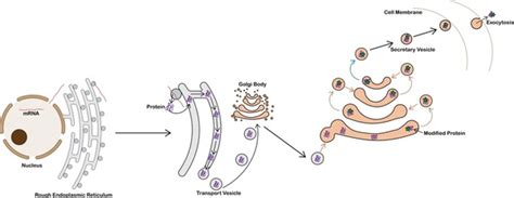 54 Cell Membrane Modification Royalty Free Photos And Stock Images Shutterstock